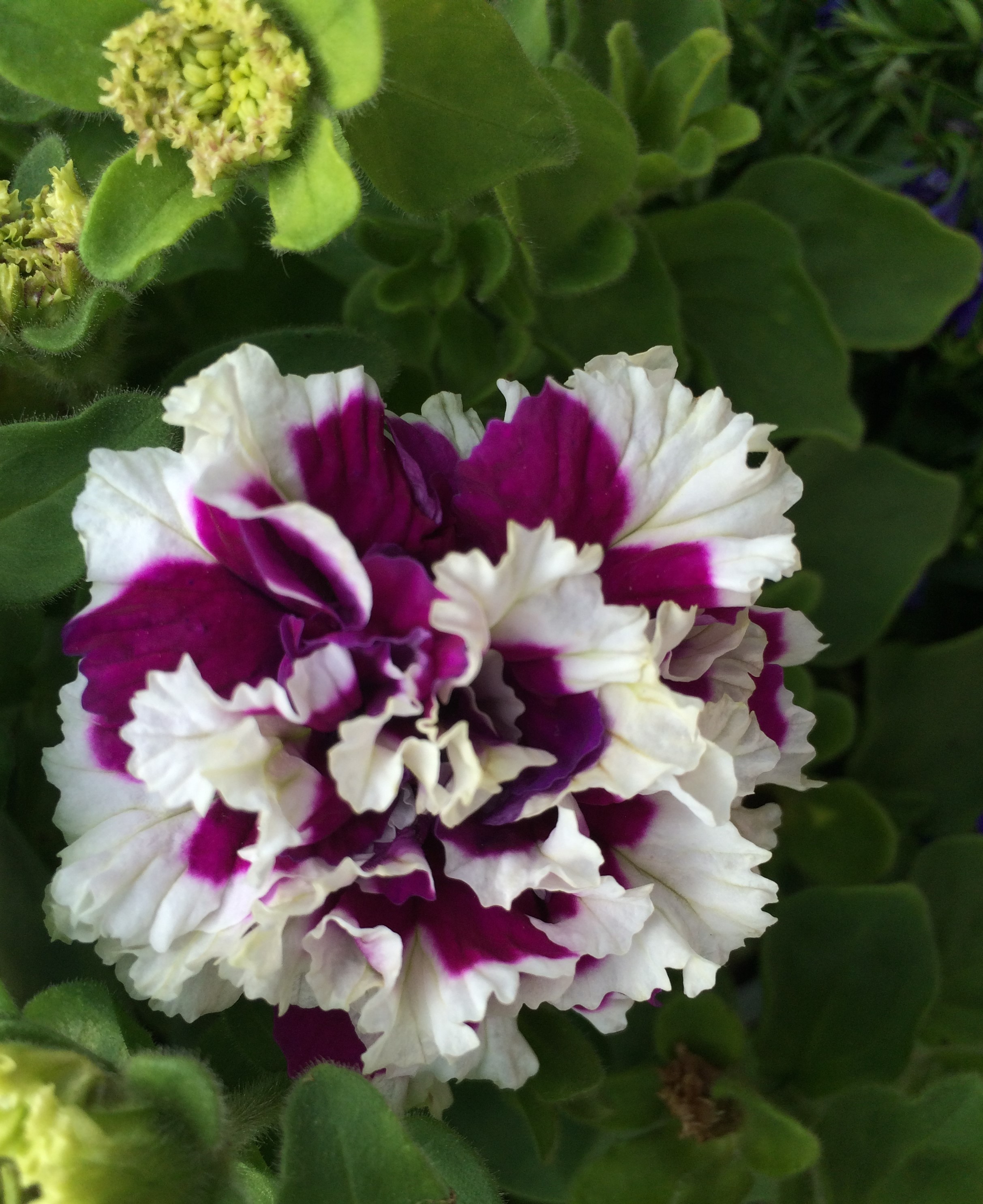 Victorian Flower Cryptography – Bette Bono’s Blog